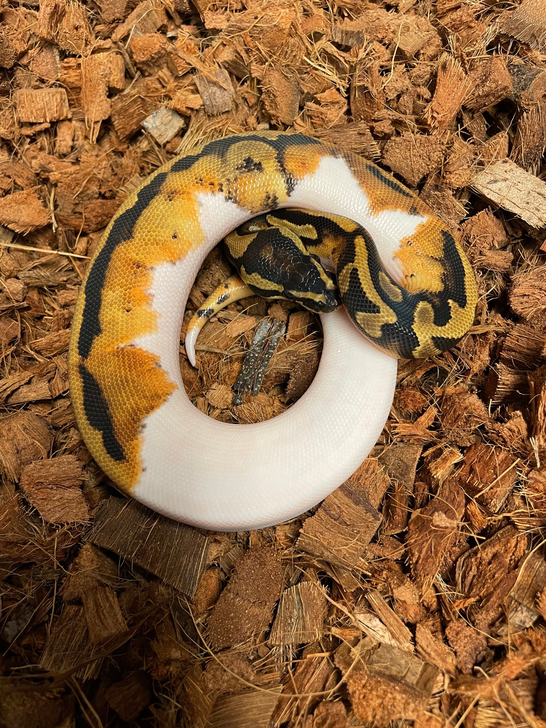 Piebald Het Lavender Ball Python by DCM Reptiles - MorphMarket