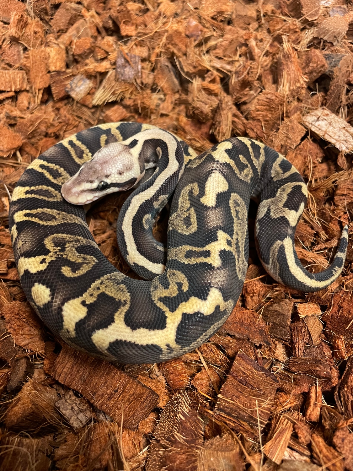 Pastel Leopard GHI Ball Python by DCM Reptiles - MorphMarket
