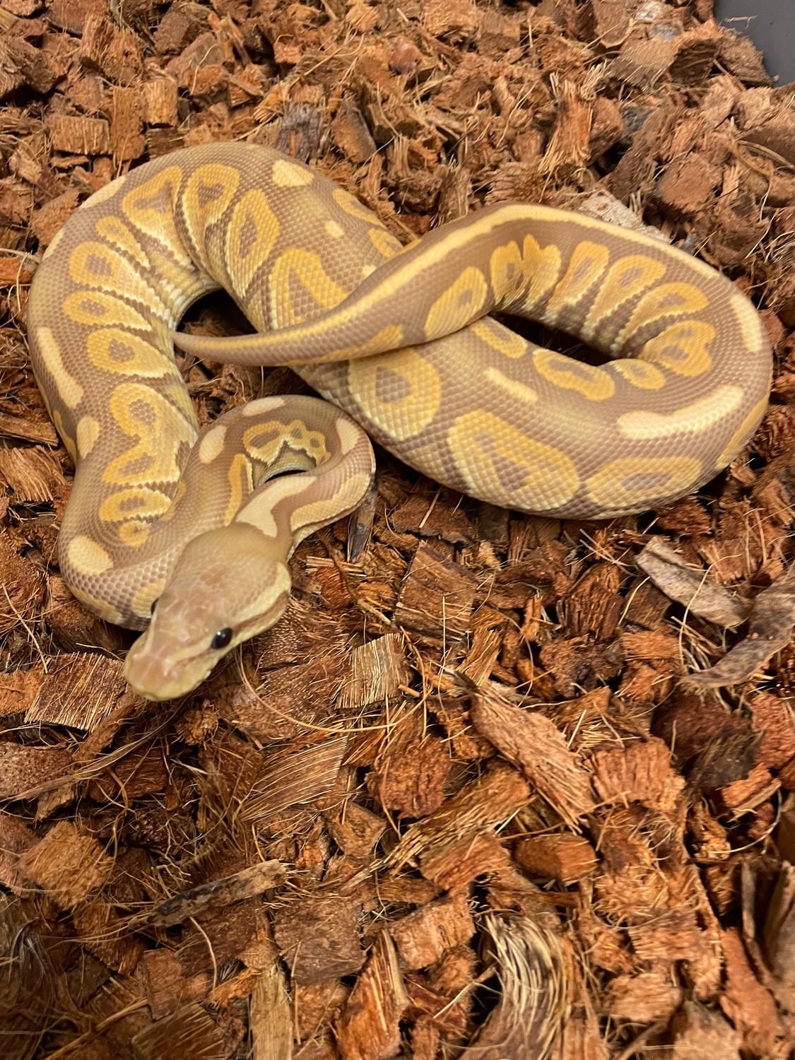 Cinnamon Ultramel Ball Python by DCM Reptiles - MorphMarket