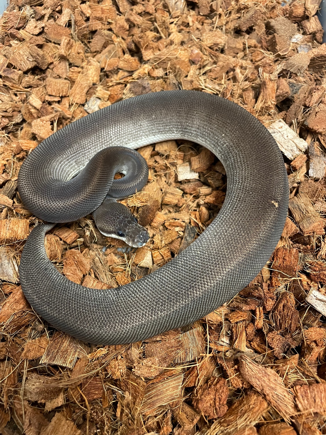 Super Cinnamon 100% Het Ultramel Ball Python by DCM Reptiles - MorphMarket