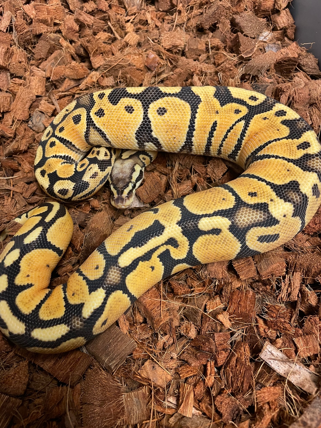 Super Pastel Orange Dream Pos Het Clown Ball Python by DCM Reptiles ...