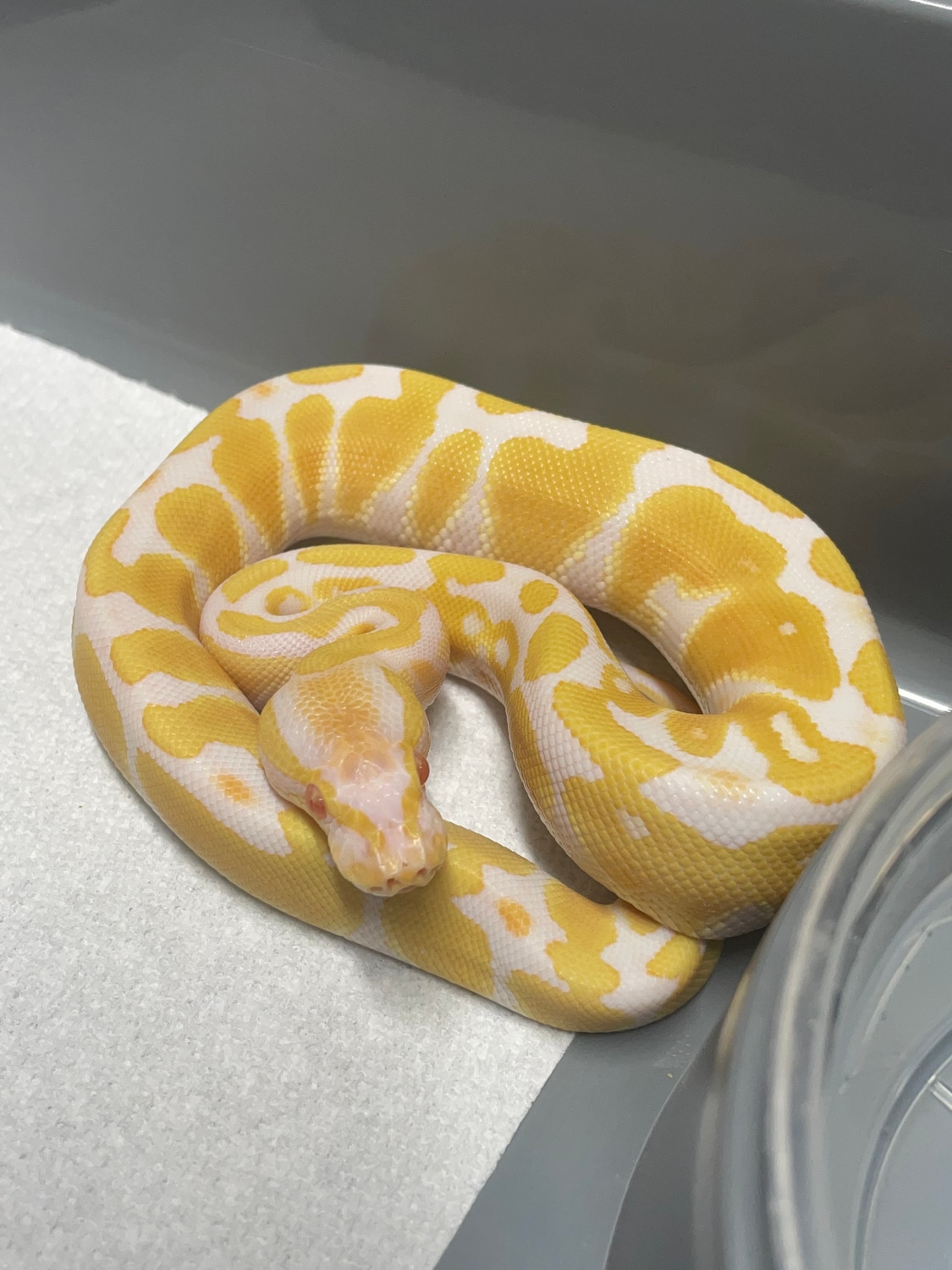 High Contrast Albino Ball Python by DCM Reptiles - MorphMarket