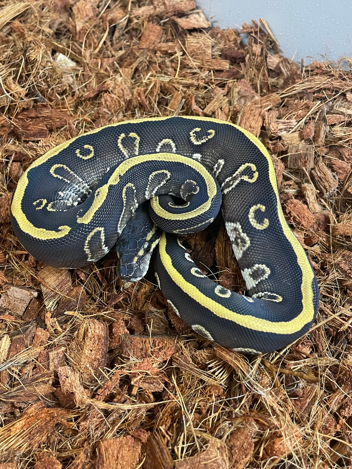 Super GHI Leopard Mojave YellowBelly Ball Python by DCM Reptiles ...