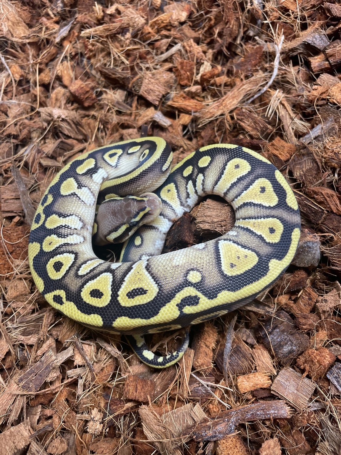 Pastave Het Ultramel Ball Python by DCM Reptiles - MorphMarket