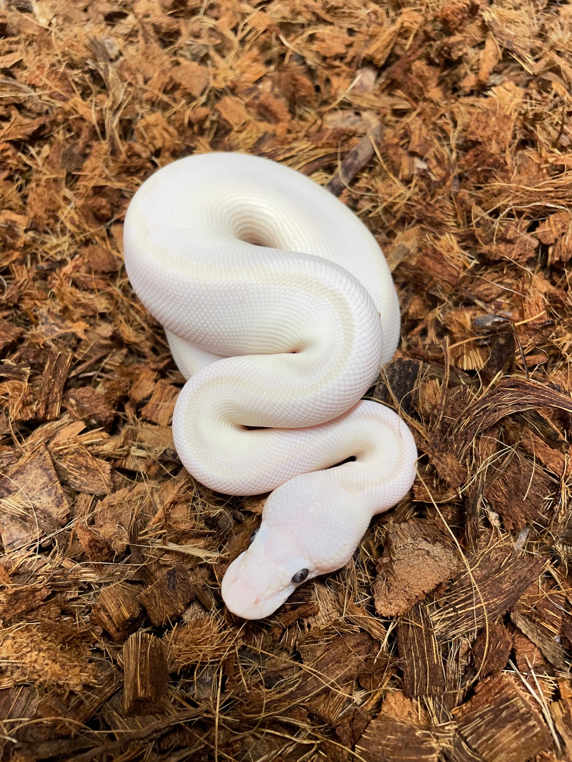 Banana BEL Ball Python by DCM Reptiles - MorphMarket