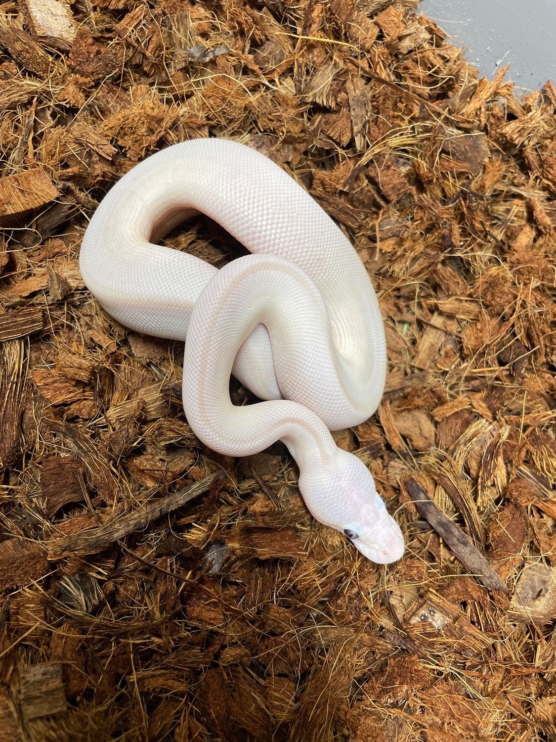 Banana Bel Ball Python By Dcm Reptiles Morphmarket