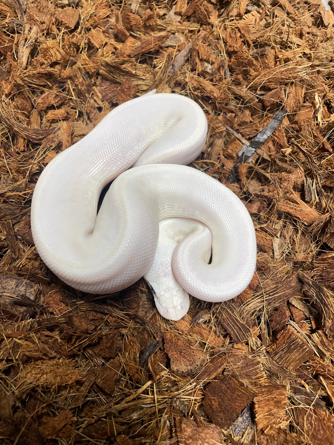 Super Mojave Possible Pastel Leopard Ghi Ball Python by DCM Reptiles ...