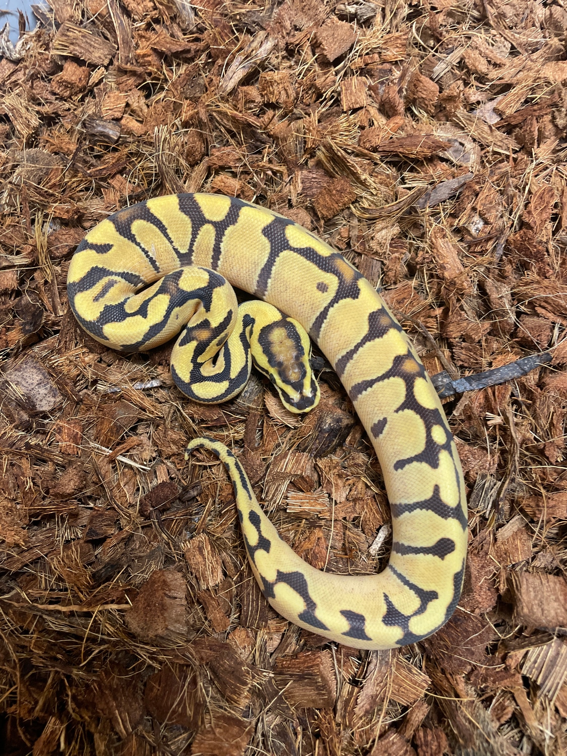 Fire Enchi Het Clown Ball Python by DCM Reptiles - MorphMarket