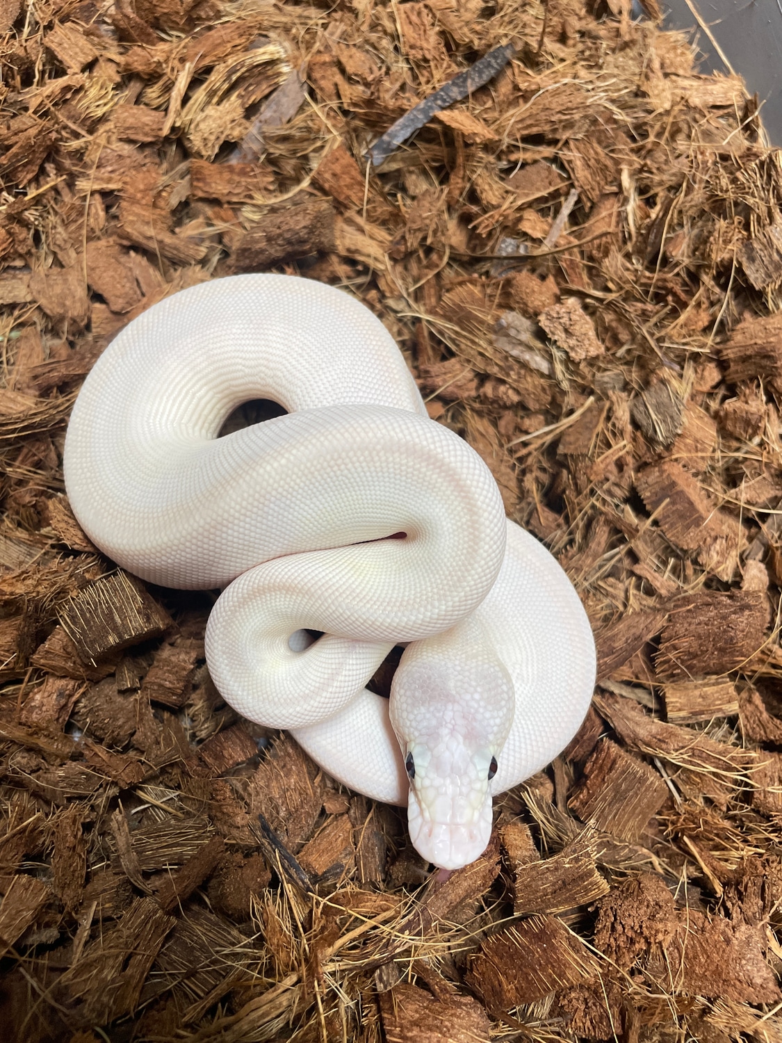 BEL Lesser Mojave Ball Python by DCM Reptiles - MorphMarket