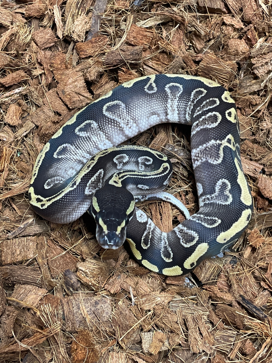 GHI Mojave Female Ball Python by DCM Reptiles - MorphMarket