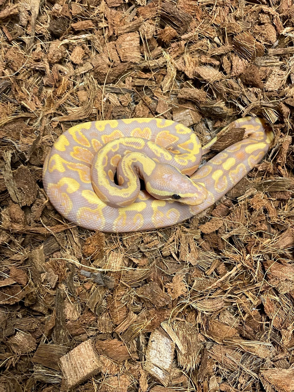 Banana GHI Ball Python by DCM Reptiles - MorphMarket