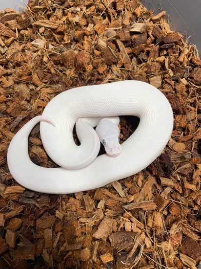 Blue Eyed Lucy Ball Python by DCM Reptiles