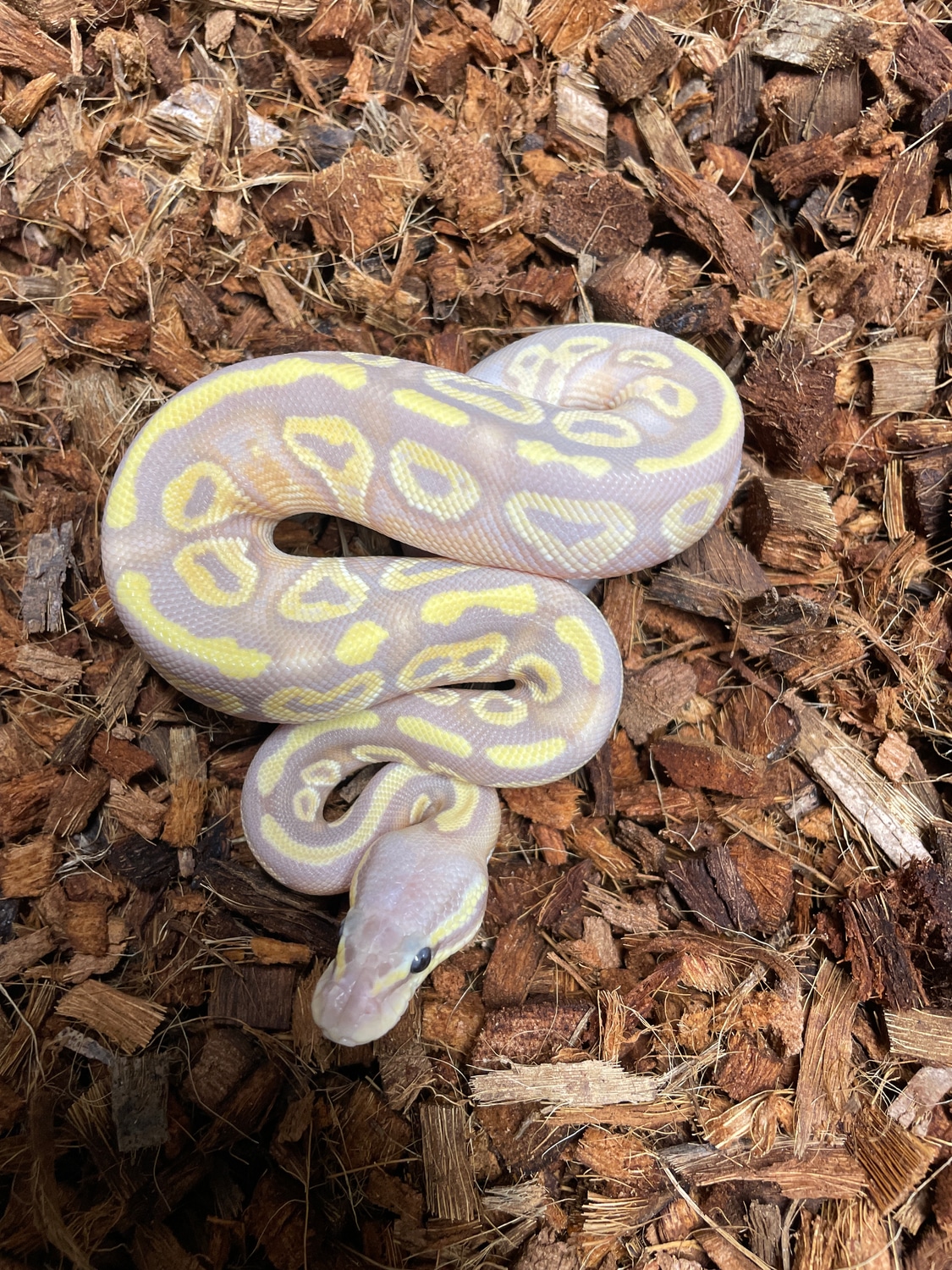 Banana Mojave Ball Python by DCM Reptiles - MorphMarket