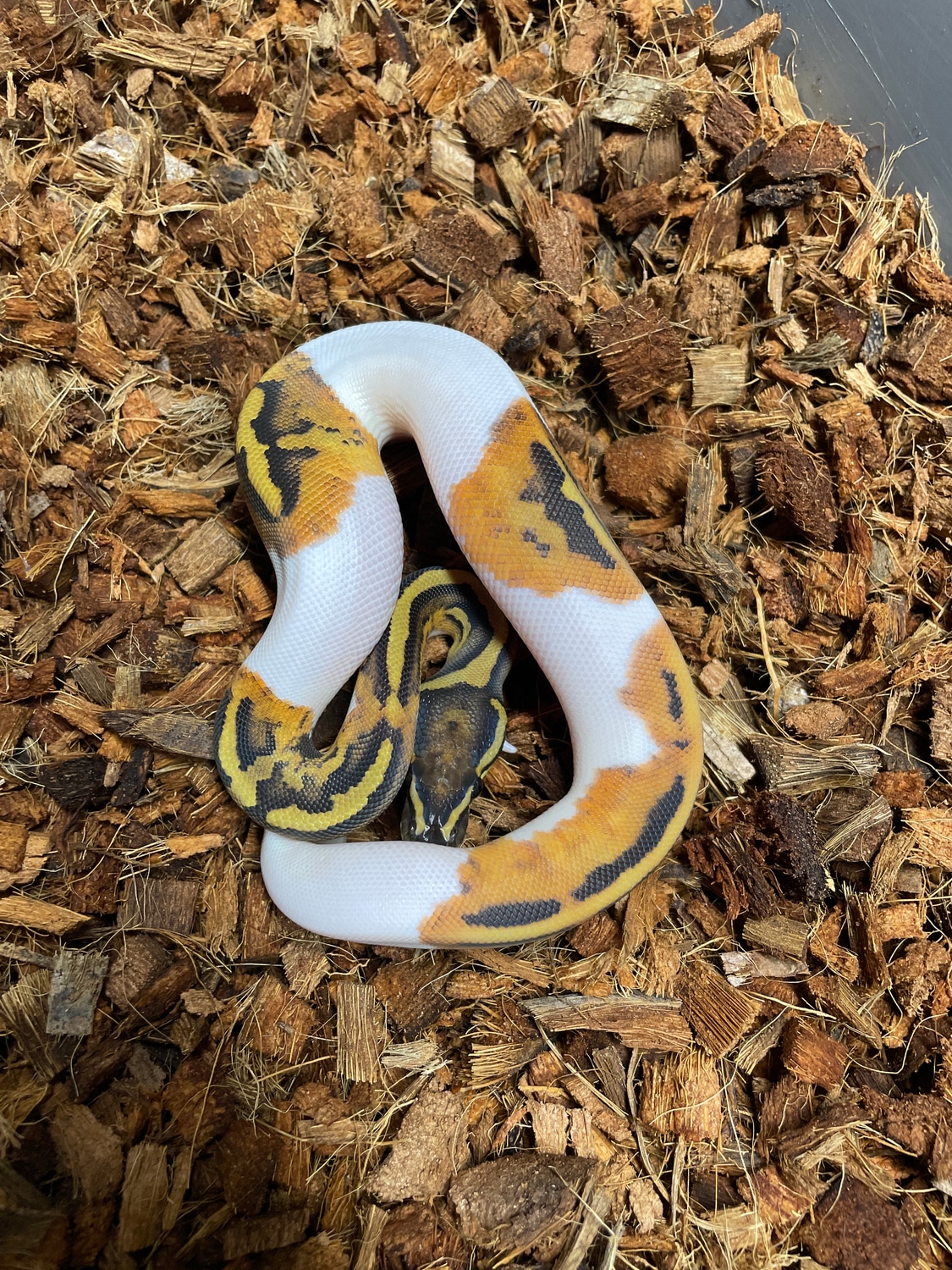 Piebald Het Lavender Ball Python by DCM Reptiles - MorphMarket