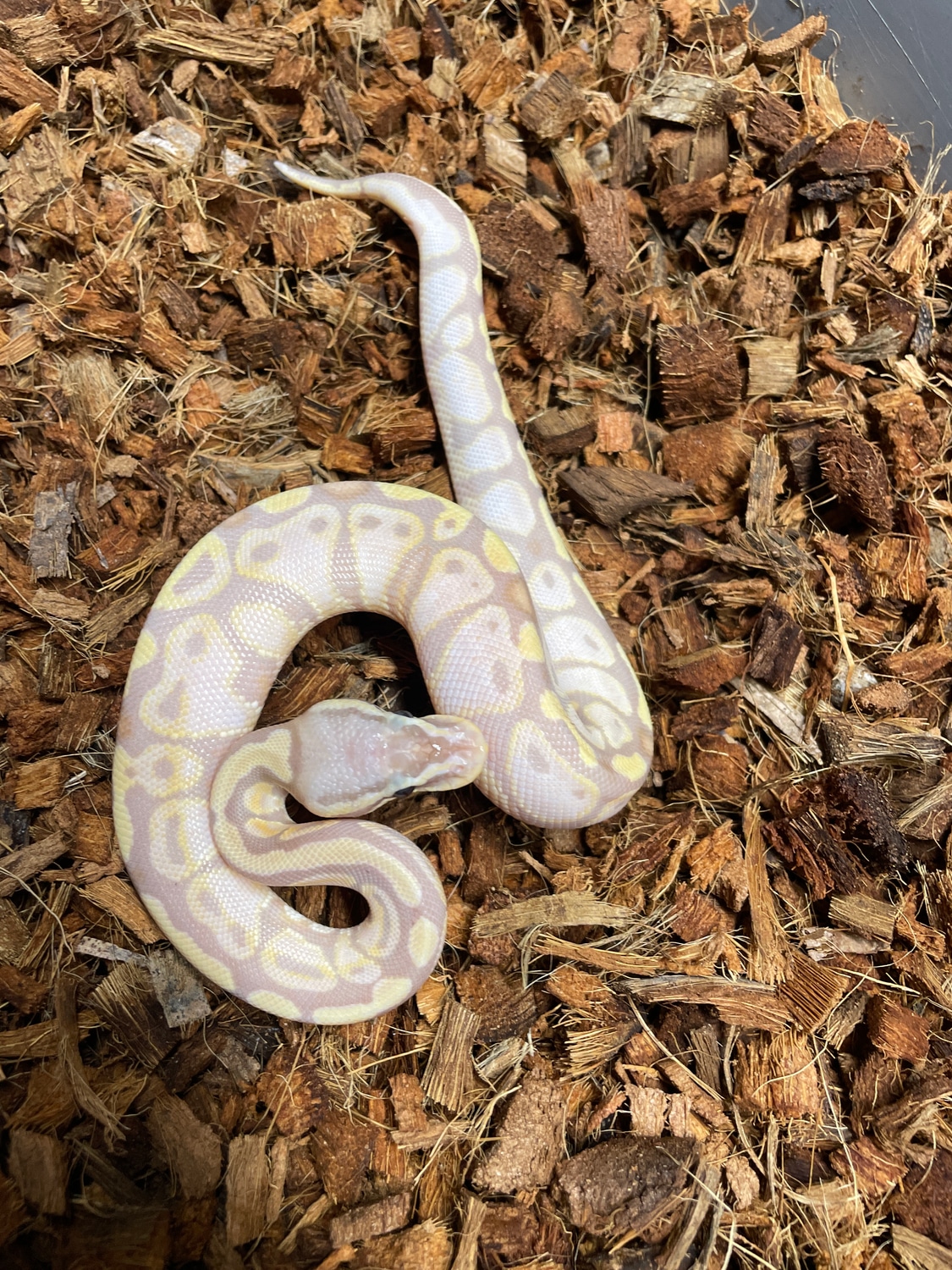 Pastel Banana Ball Python by DCM Reptiles - MorphMarket