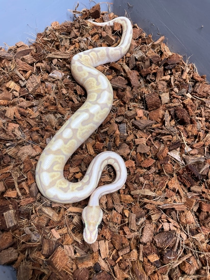 Banana GHI Spider Ball Python by DCM Reptiles