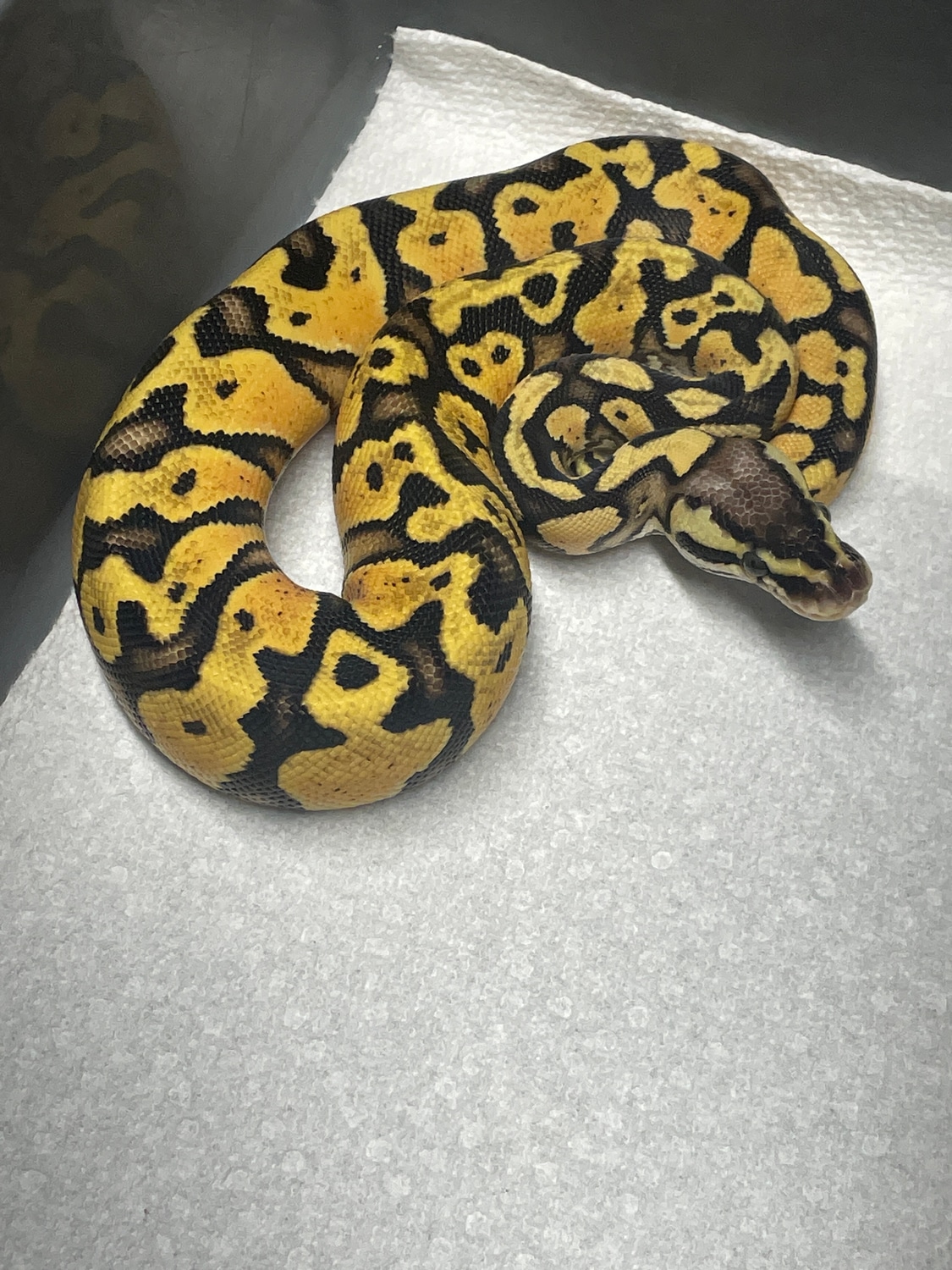 Pastel Gravel/YB Ball Python by DCM Reptiles - MorphMarket