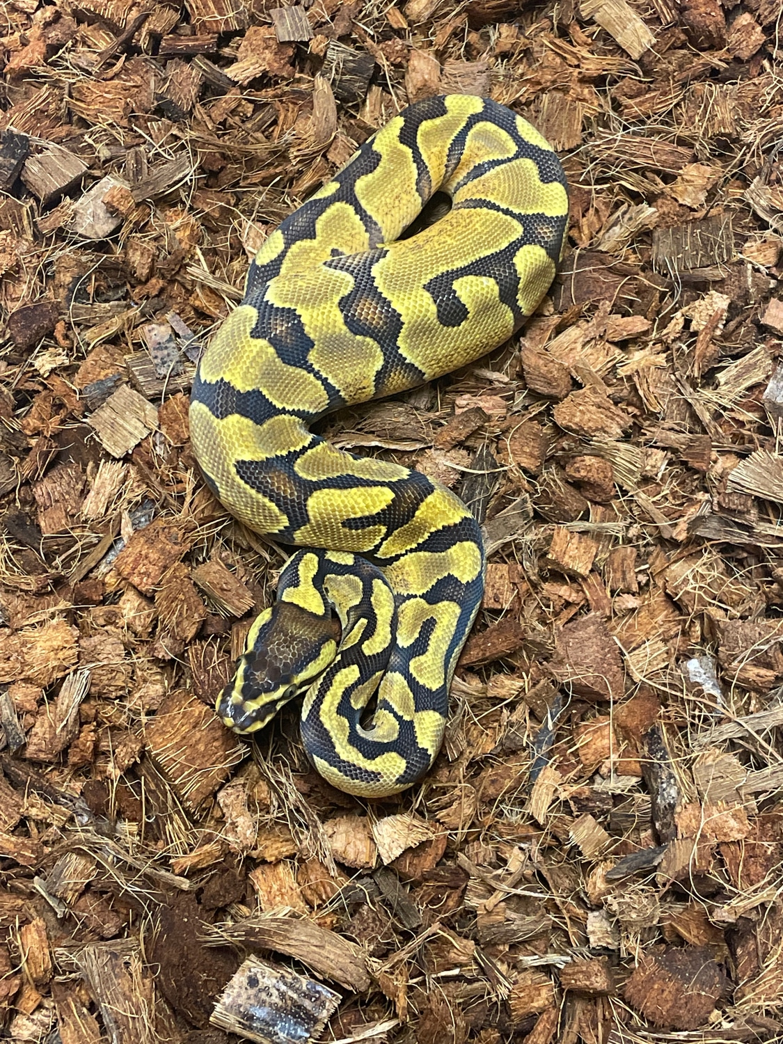 Enchi Gravel/YB Ball Python by DCM Reptiles - MorphMarket