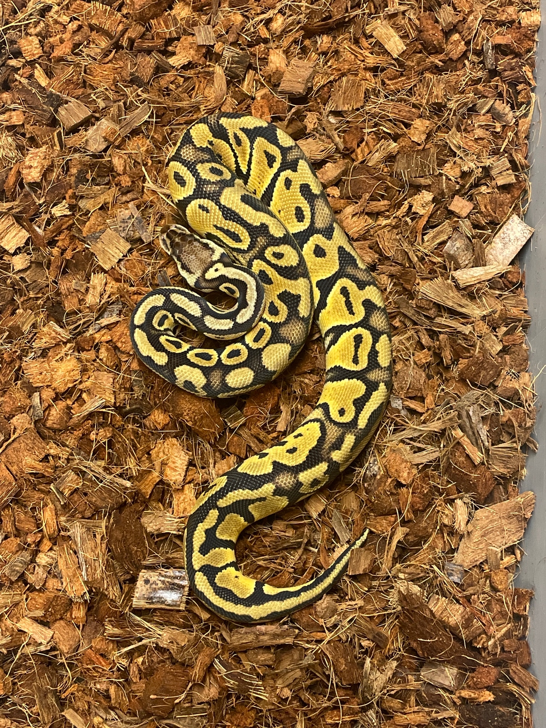 Pastel Double Het Ultramel Clown Ball Python by DCM Reptiles - MorphMarket