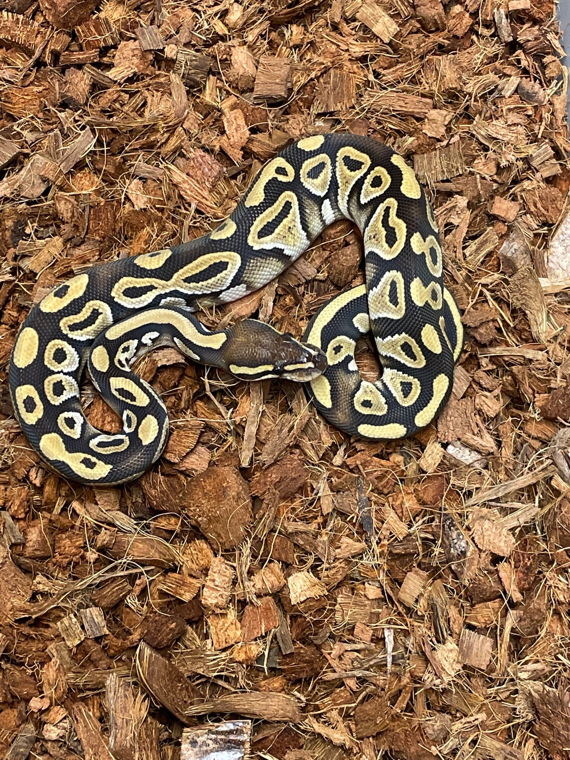 Mojave Het Ultramel Ball Python by DCM Reptiles - MorphMarket