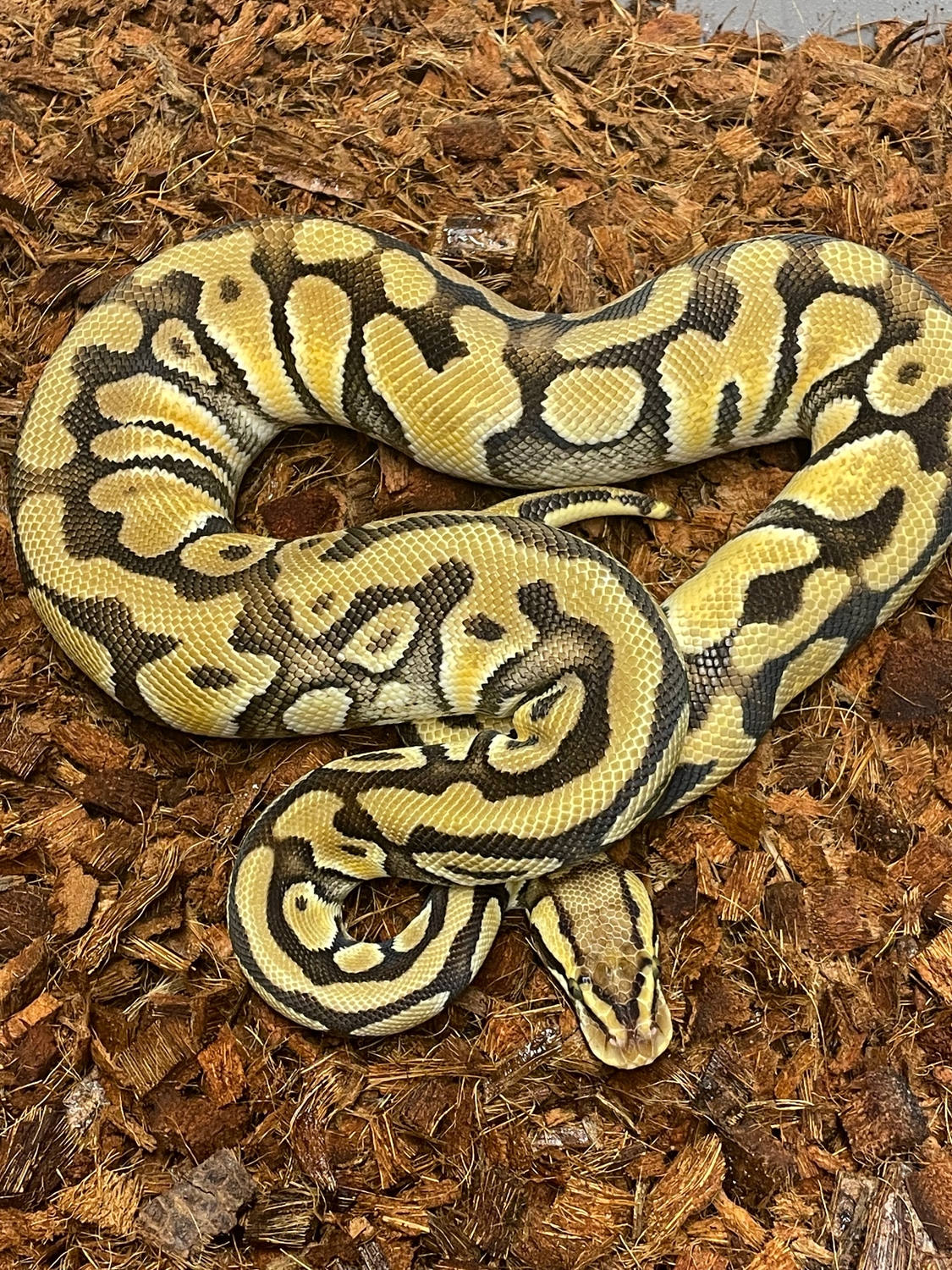Pastel Orange Dream Vanilla Phantom Pos Enchi Pos Het Clown Ball Python ...