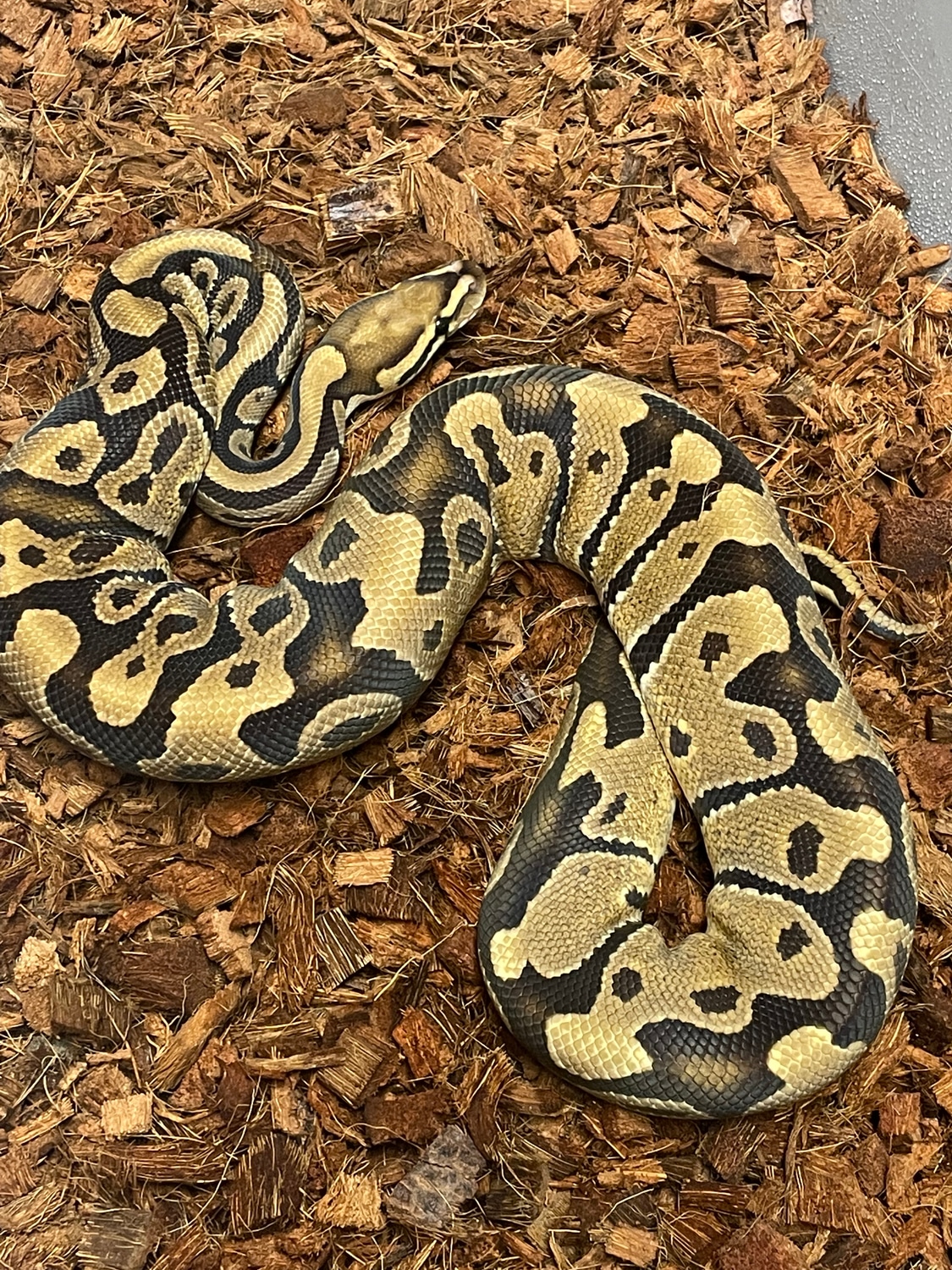 Vanilla Het Clown Ball Python by DCM Reptiles - MorphMarket