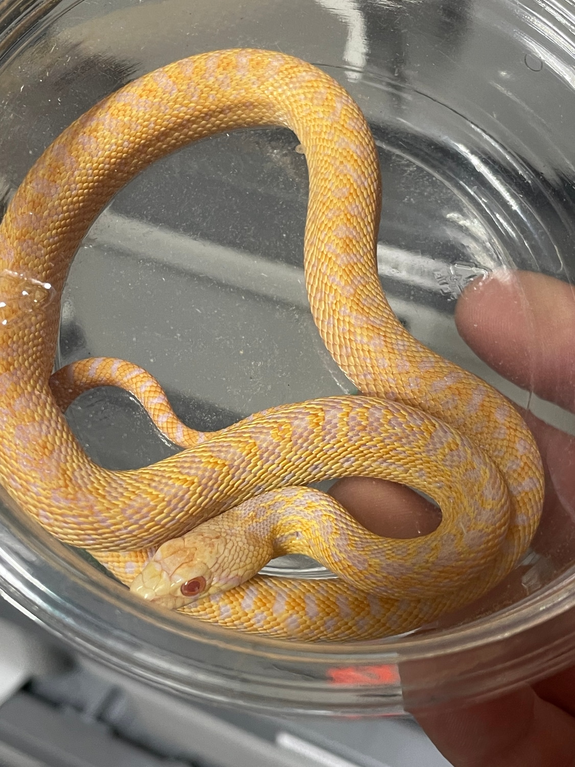 Albino San Diego Gopher Gopher Snake by DCM Reptiles - MorphMarket
