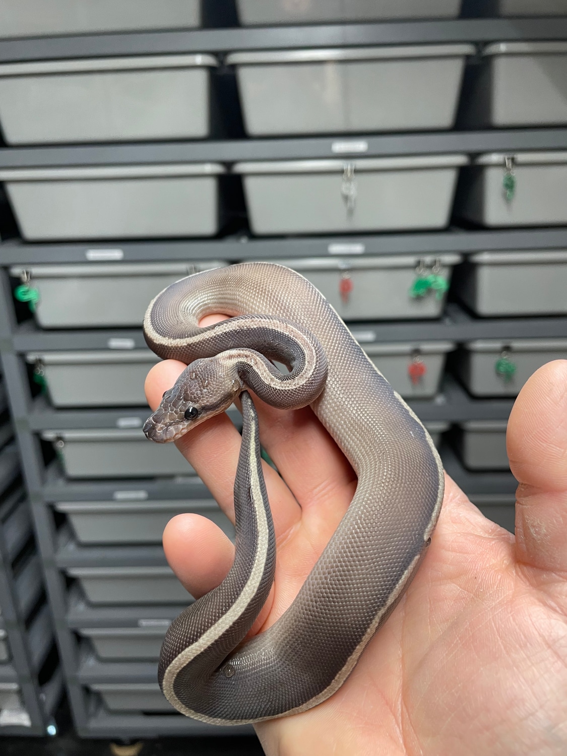 Super GHI Mojave Pos Leopard Ball Python by DCM Reptiles - MorphMarket