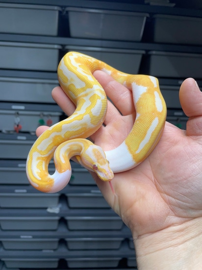 Dreamsicle Ball Python by DCM Reptiles