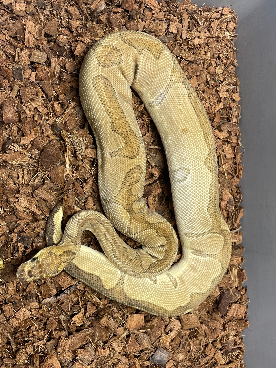 Orange Dream Enchi Clown Ball Python by DCM Reptiles - MorphMarket