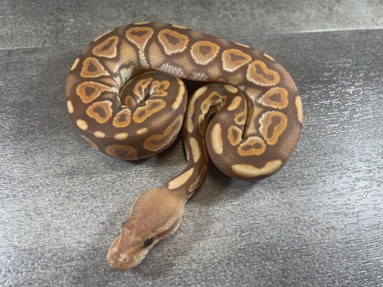 Cinnamon Ultramel Ball Python by DCM Reptiles