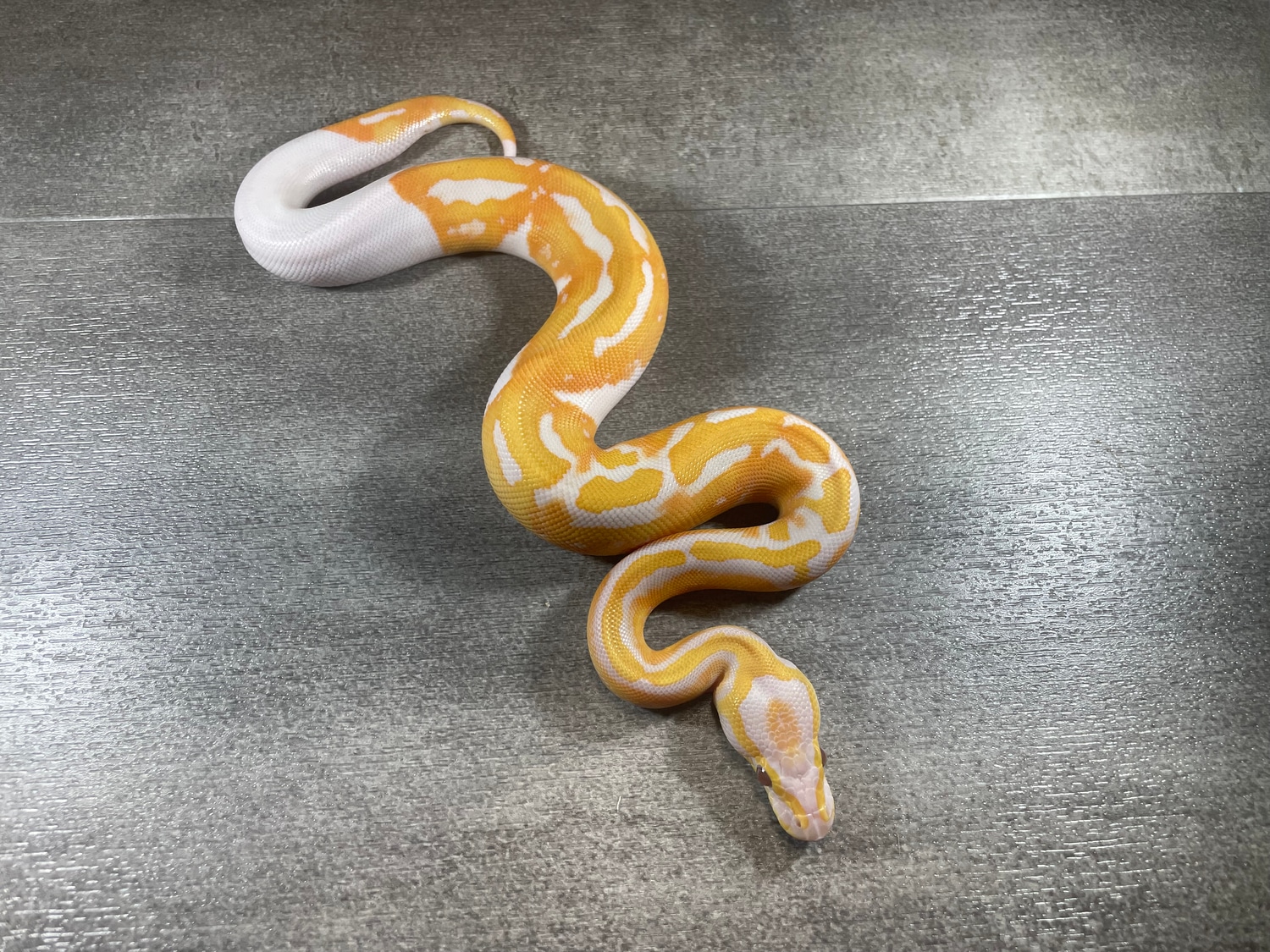 Dreamsicle Ball Python by DCM Reptiles - MorphMarket