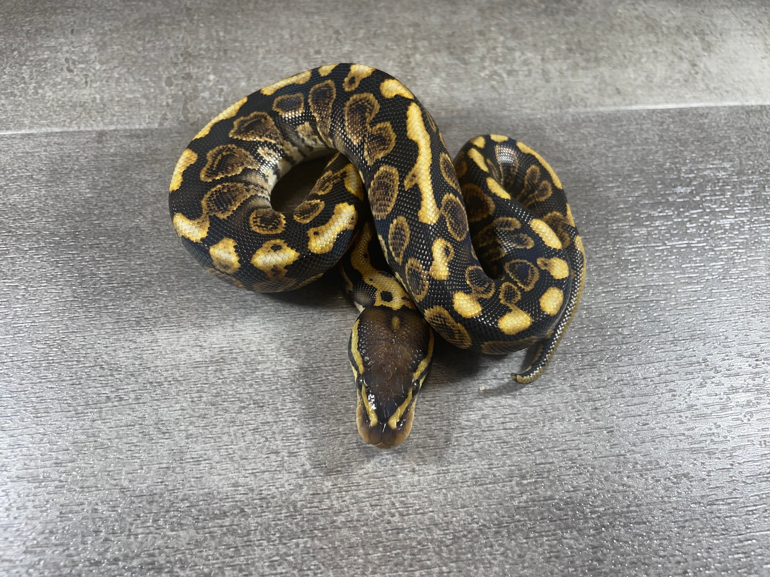 GHI Spotnose Het Clown Ball Python by DCM Reptiles - MorphMarket
