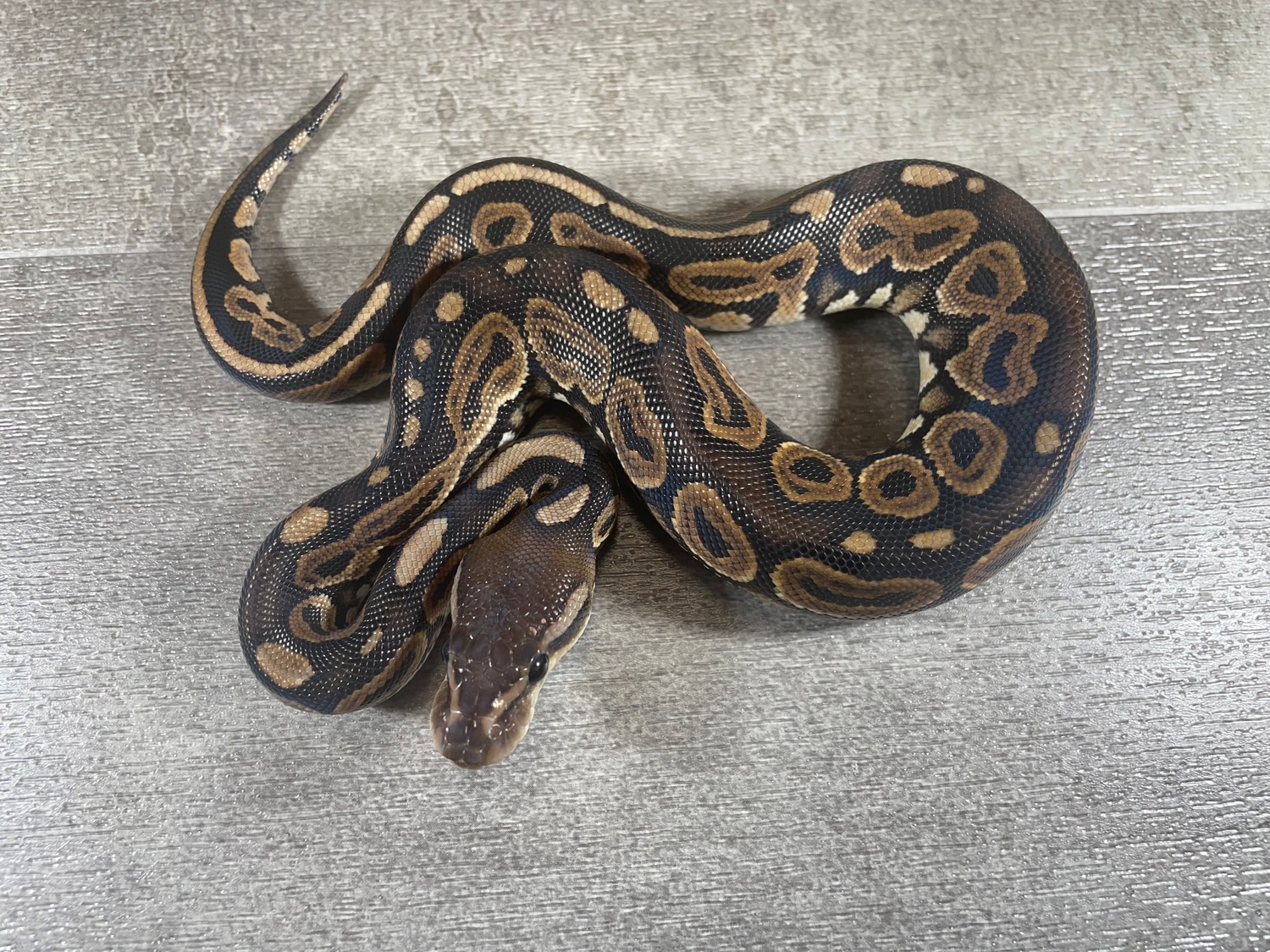 Cinnamon Het Ultramel Ball Python by DCM Reptiles - MorphMarket