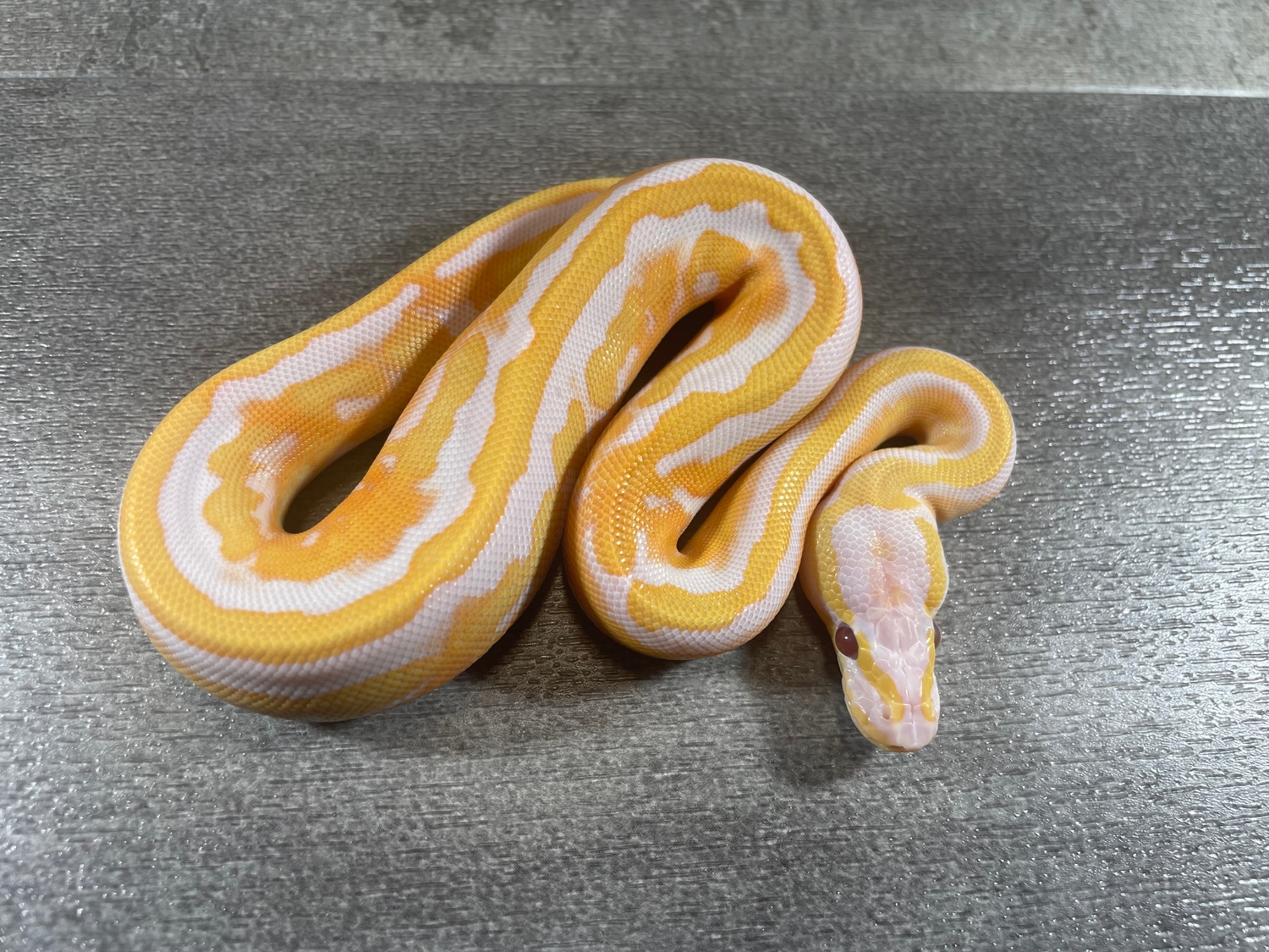 Dreamsicle Ball Python by DCM Reptiles - MorphMarket