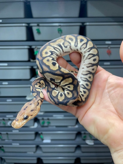 Spotnose Cinnamon Orange Dream Clown Pos Het Desert Ghost Ball Python ...