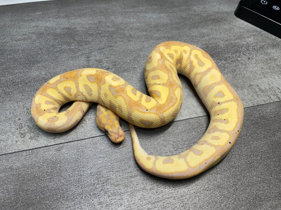 Banana Spotnose Clown Pos Het Desert Ghost Ball Python by DCM Reptiles