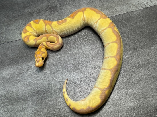 Enchi Orange Dream Banana Clown Ball Python by DCM Reptiles