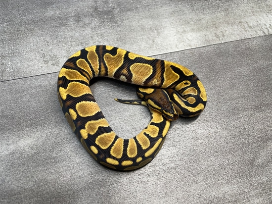 Enchi Gravel Or YellowBelly Ball Python by DCM Reptiles