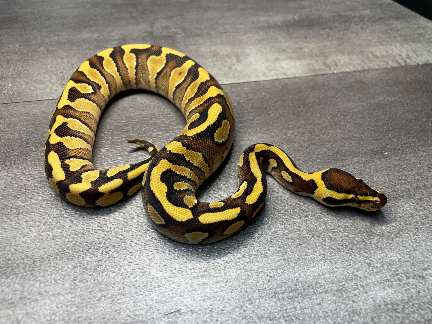Orange Dream Red Stripe YellowBelly Enchi Het Clown Ball Python by DCM ...