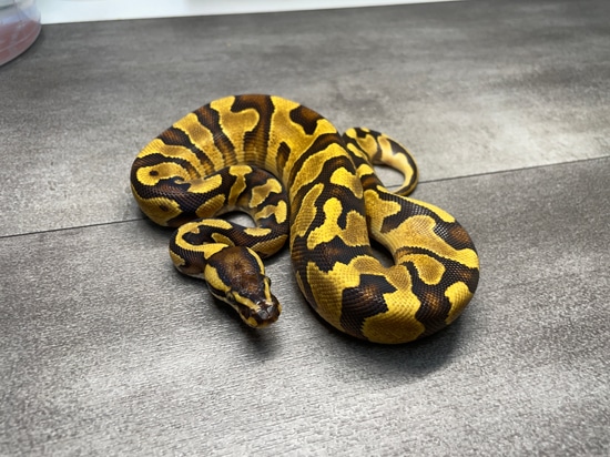 Enchi Gravel Or Yellowbelly Ball Python by DCM Reptiles