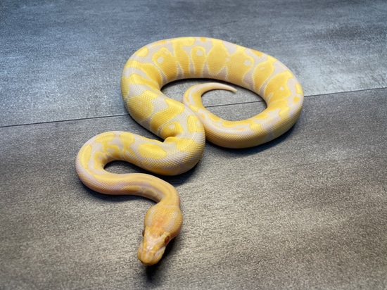 Candino 50% Het Piebald Female Ball Python by DCM Reptiles