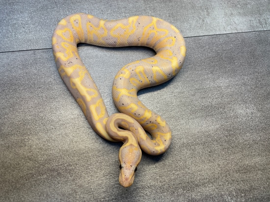 Leopard GHI Banana Ball Python by DCM Reptiles