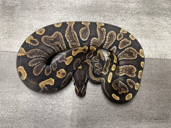 GHI Ball Python by DCM Reptiles