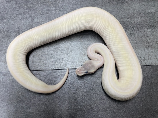 Blue Eyed Lucy Ball Python by DCM Reptiles