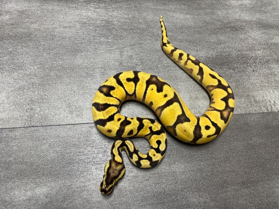 Pastel Orange Dream Enchi Gravel Or YellowBelly Ball Python by DCM Reptiles