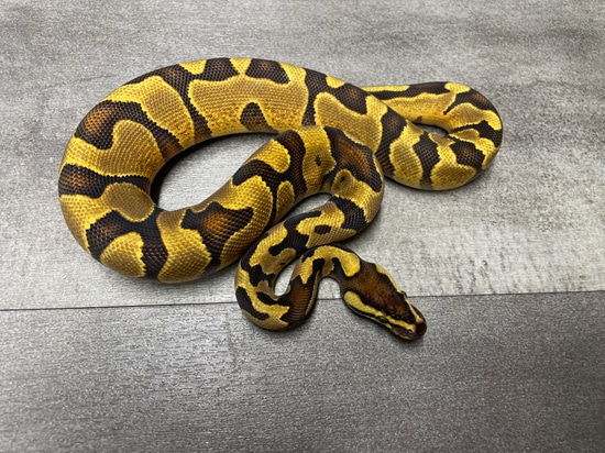 Enchi Gravel Or YellowBelly Ball Python by DCM Reptiles