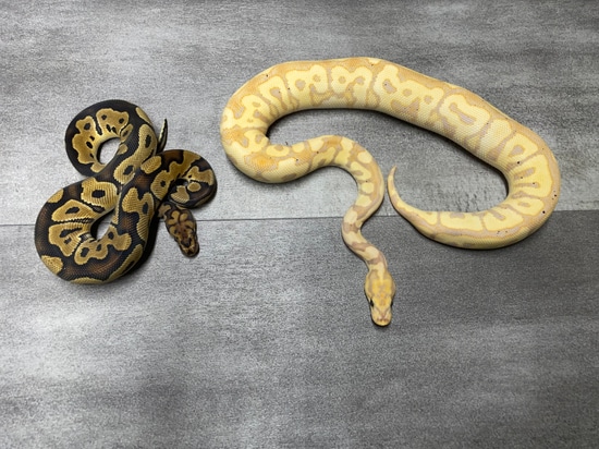 Spotnose Banana Clown Pos Het Desert Ghost Ball Python by DCM Reptiles