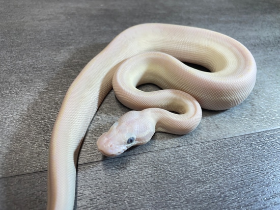 Blue Eyed Lucy Ball Python by DCM Reptiles