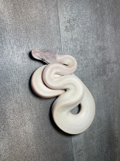 Blue Eyed Lucy Ball Python by DCM Reptiles
